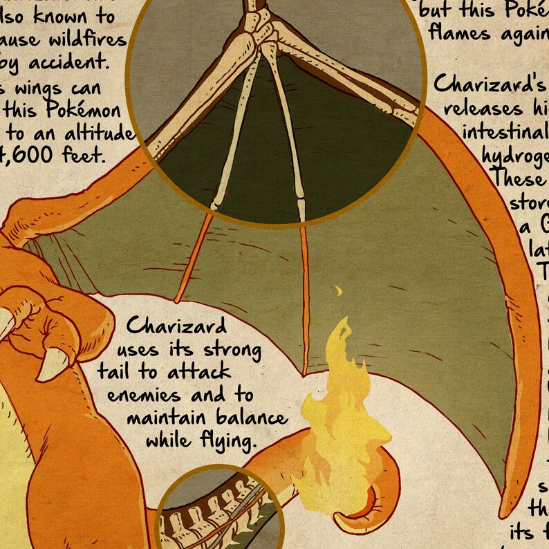 Pokemon Poster Charizard Anatomy Poster Pokenatomy Charizard Pokemon ...