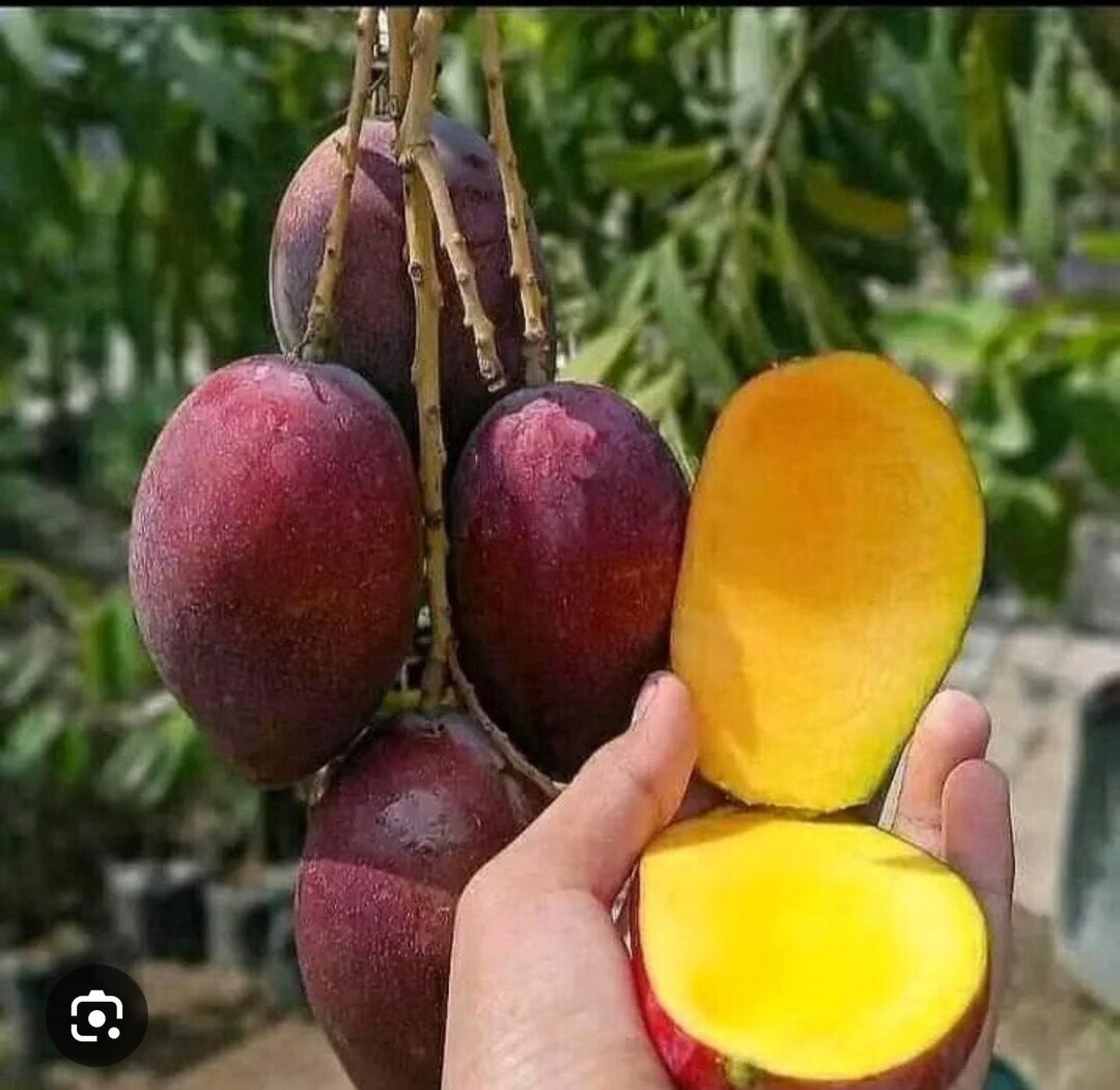 Mango IRWIN Tree, Grafted, 3gl - Etsy