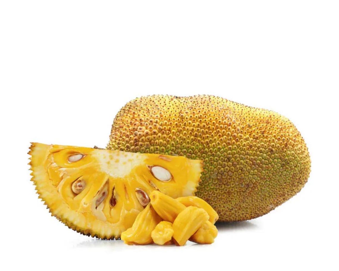 Jack Fruit GOLDEN NUGGET Tree, Grafted, 3gl - Etsy