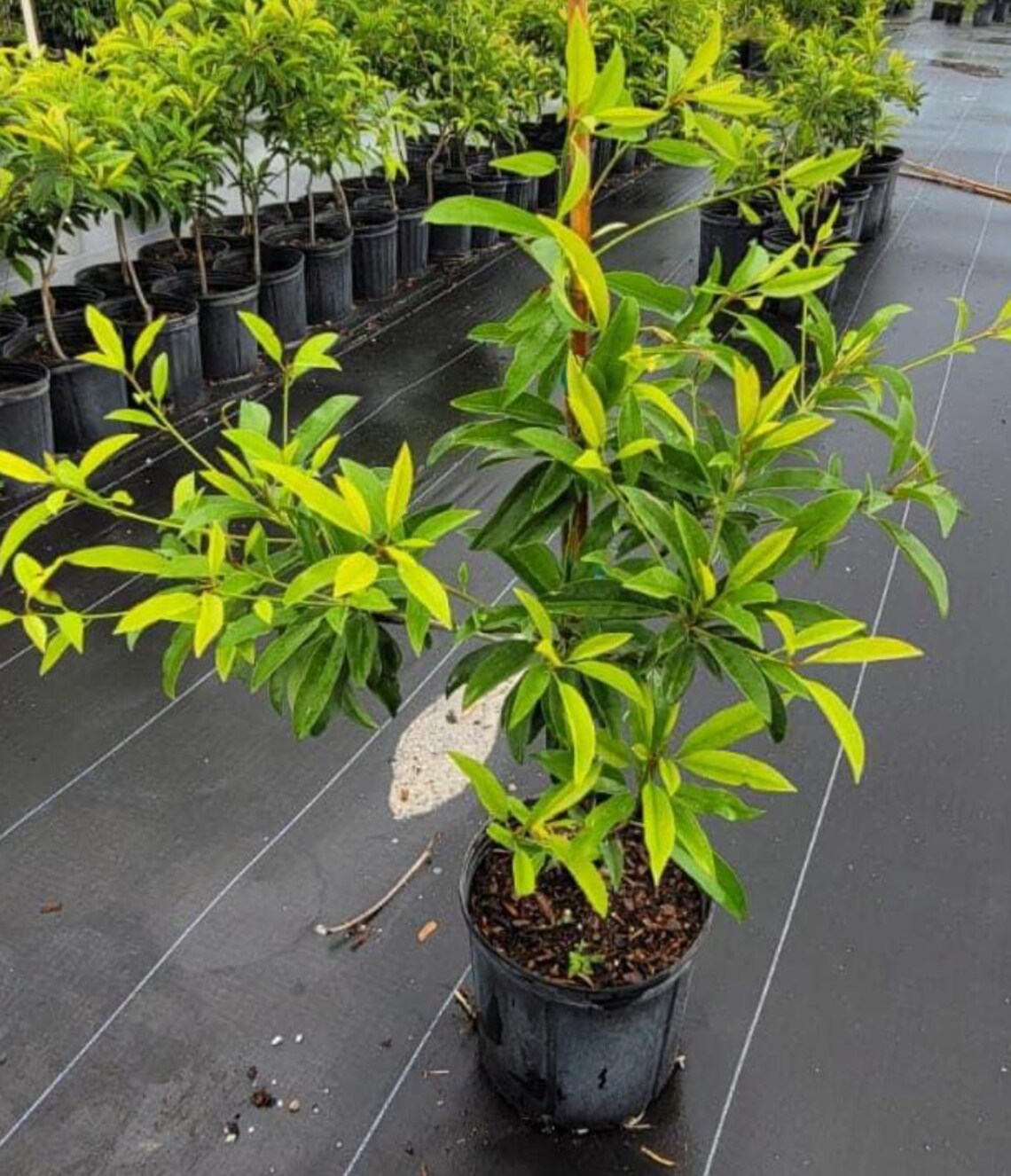 Sapodilla, Nispero, Chico ALANO Tree, Grafted, 3gl - Etsy