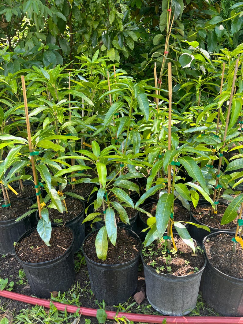 Mango MANILA, CARABAO, FILIPINO Tree, Grafted, 3gl - Etsy