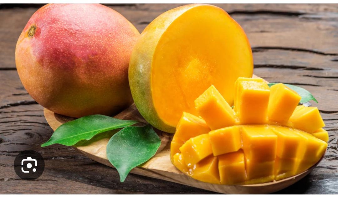 Mango KENT Tree, Grafted, 3gl - Etsy