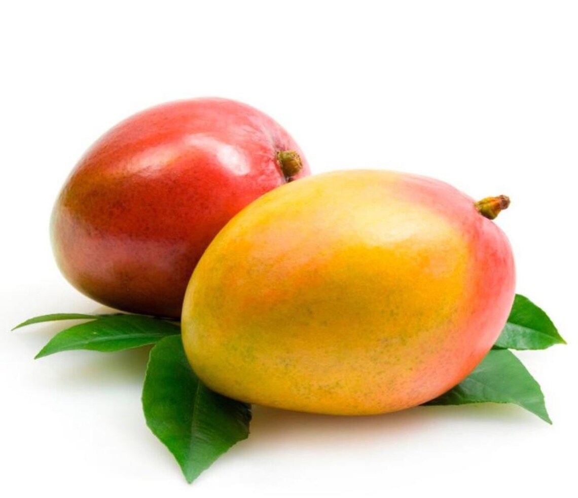 Mango Alphonso Tree, Grafted, 3gl - Etsy