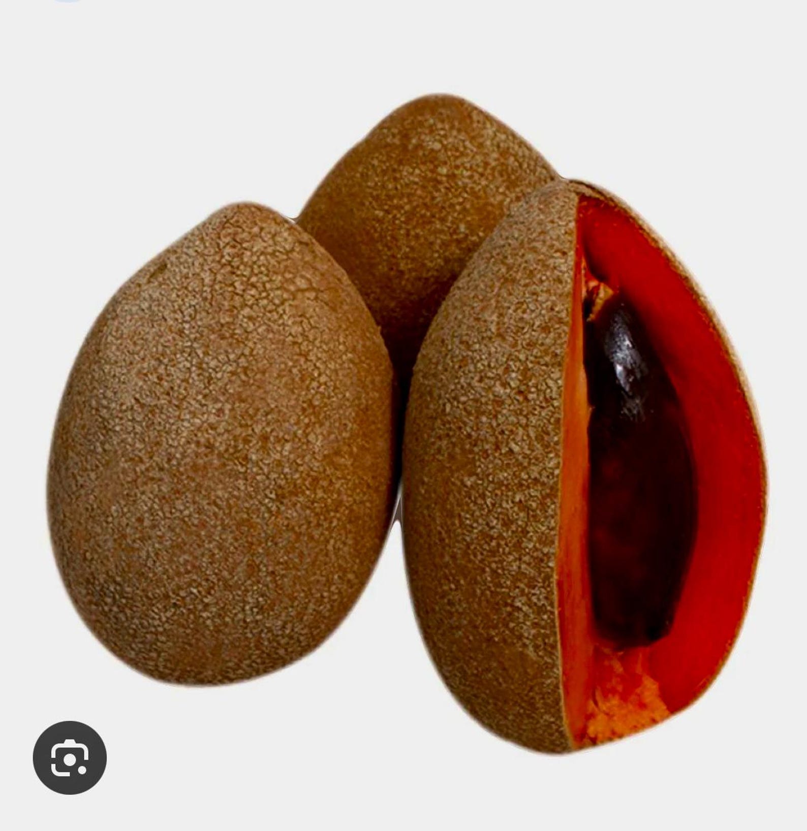 Mamey Sapote Tree - Grafted - Magana 3gl - Etsy