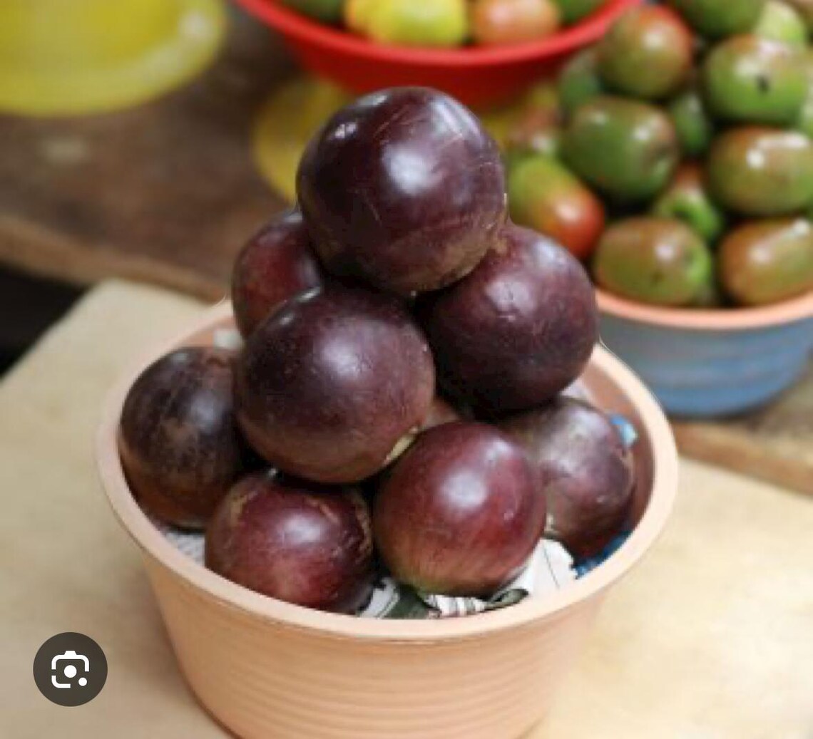 Caimito, Star Apple Purple, Milk Fruit. Tree, Grafted, 3gl - Etsy