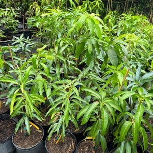 Mango MAHACHANOK Tree, Grafted, 3gl - Etsy