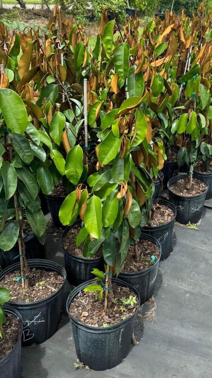 Caimito, Star Apple Purple, Milk Fruit. Tree, Grafted, 3gl - Etsy