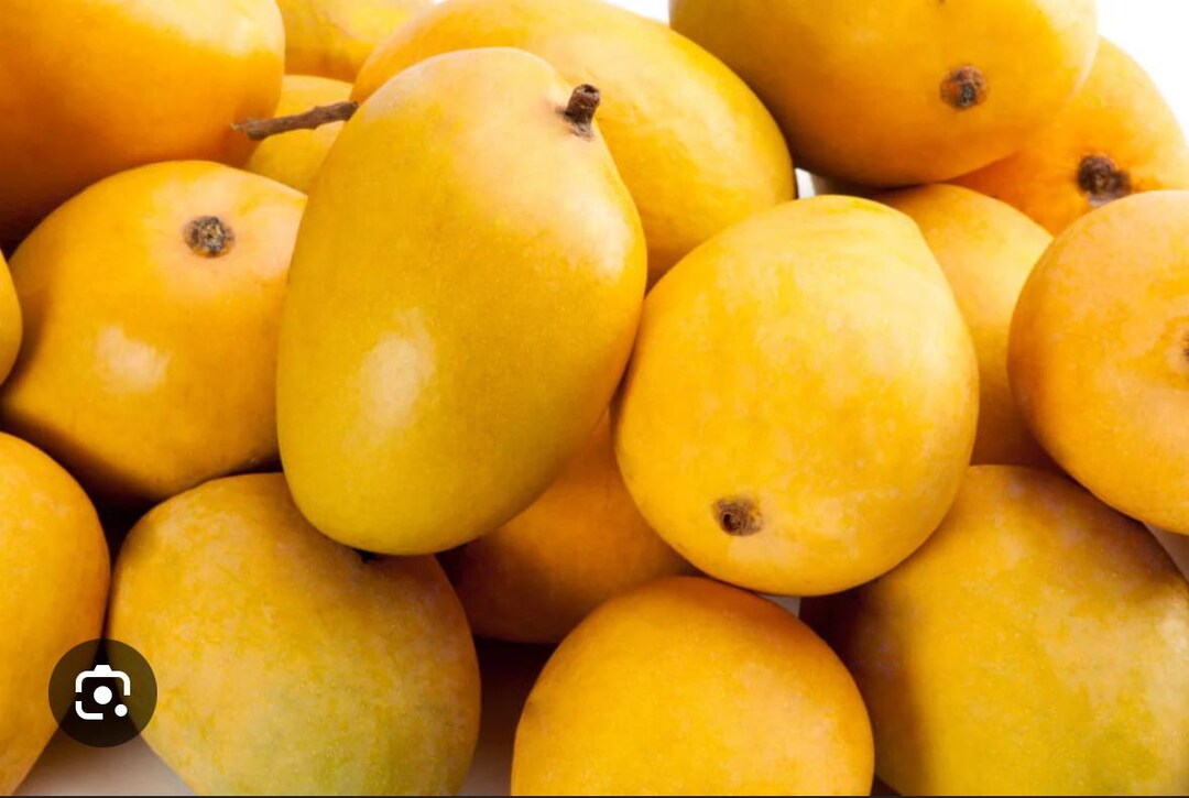 Mango SUPER ALPHONSO Tree, Grafted, 3gl - Etsy