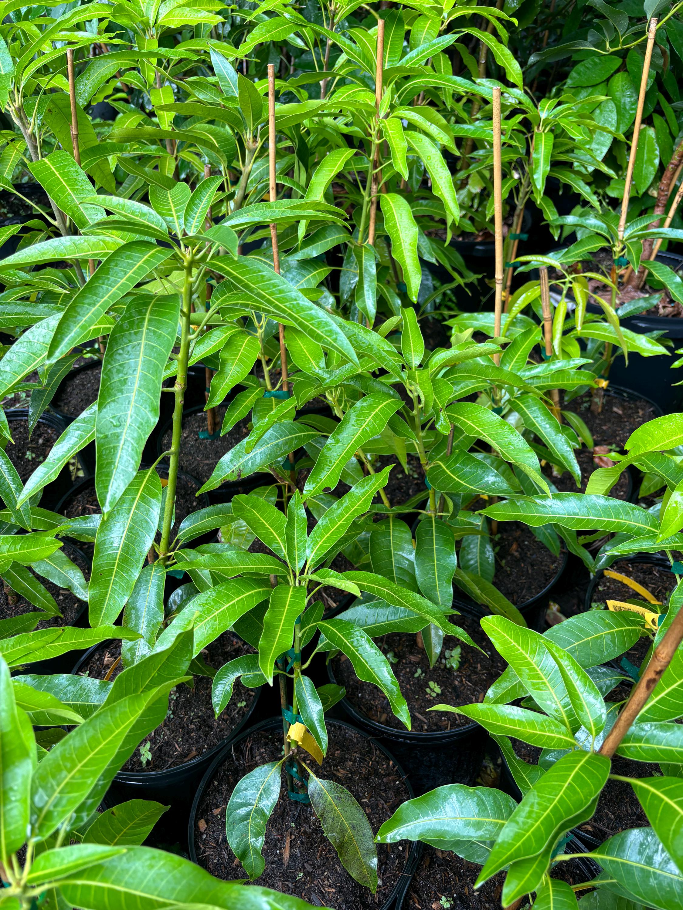 Mango MANILA, CARABAO, FILIPINO Tree, Grafted, 3gl - Etsy