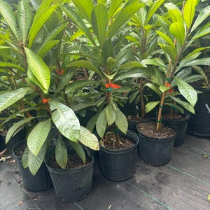 Mamey Sapote Tree - Grafted - Magana 3gl - Etsy