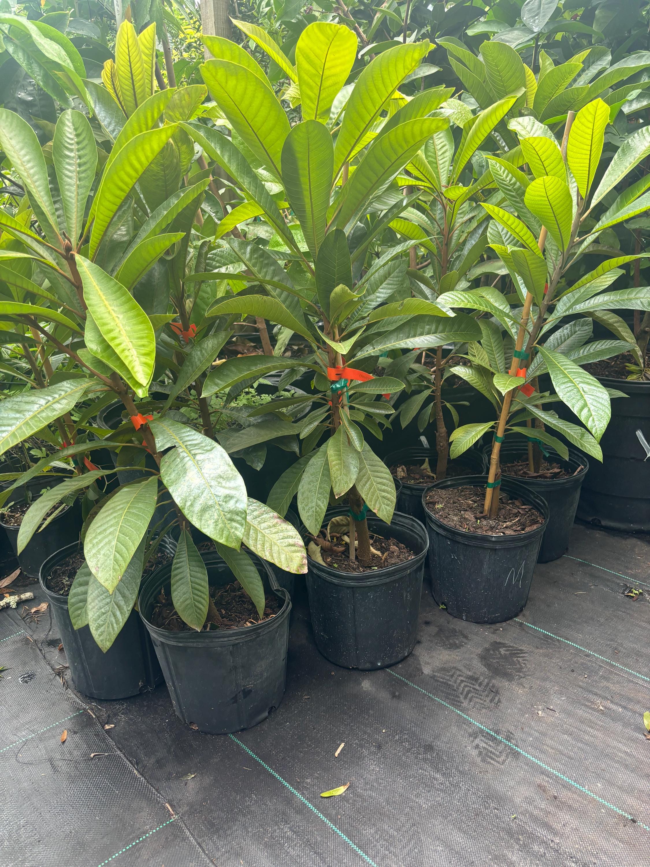 Mamey Sapote Tree - Grafted - Magana 3gl - Etsy