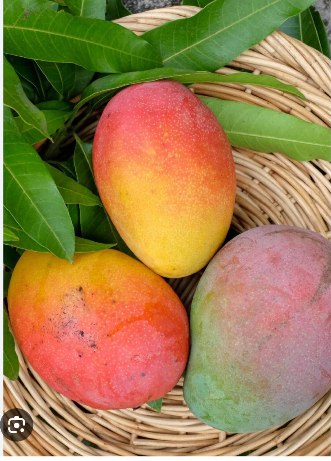 Mango FRUIT PUNCH Tree, Grafted, 3gl - Etsy