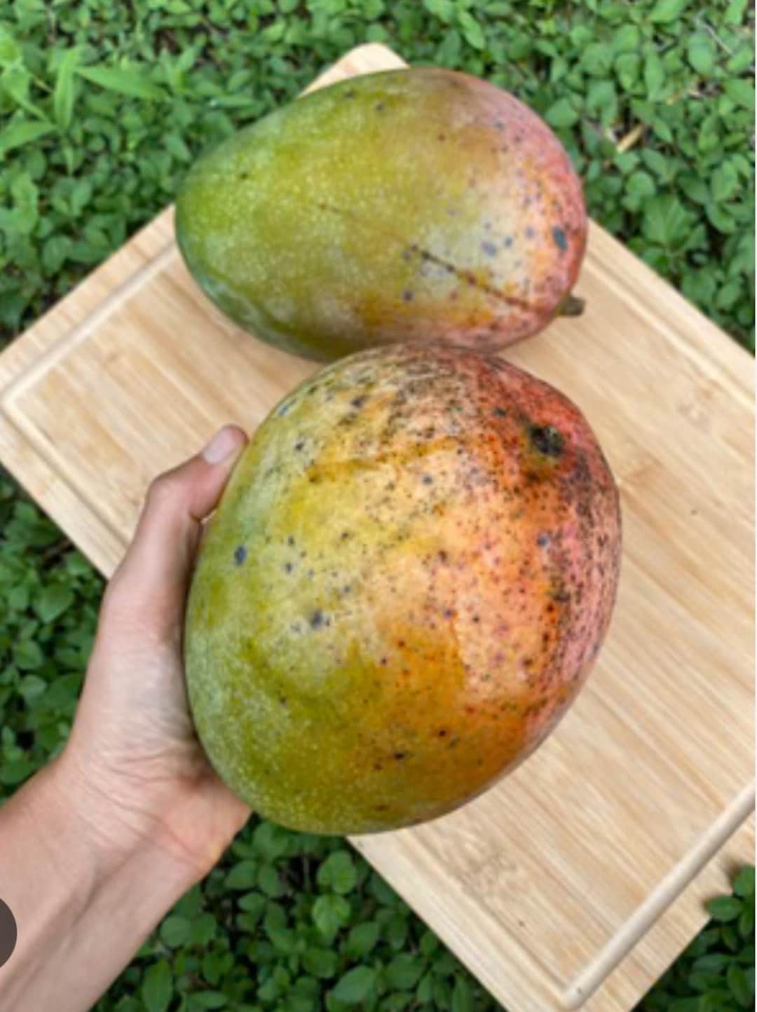 Mango KEITT Tree, Grafted, 3gl - Etsy