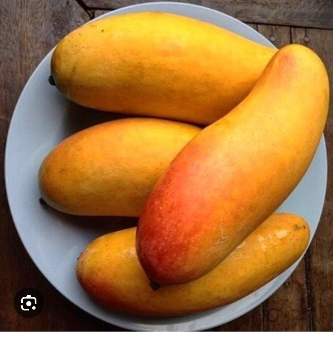 Mango MAHACHANOK Tree, Grafted, 3gl - Etsy