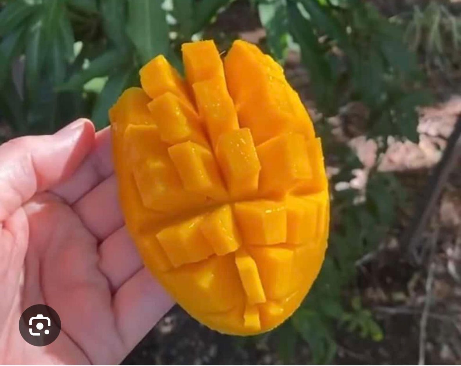 Mango ORANGE SHERBET Tree, Grafted, 3gl - Etsy