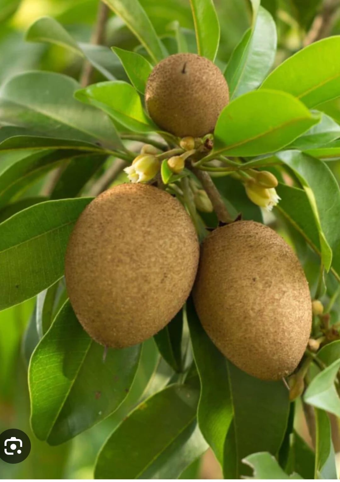 Sapodilla, Nispero, Chico ALANO Tree, Grafted, 3gl - Etsy