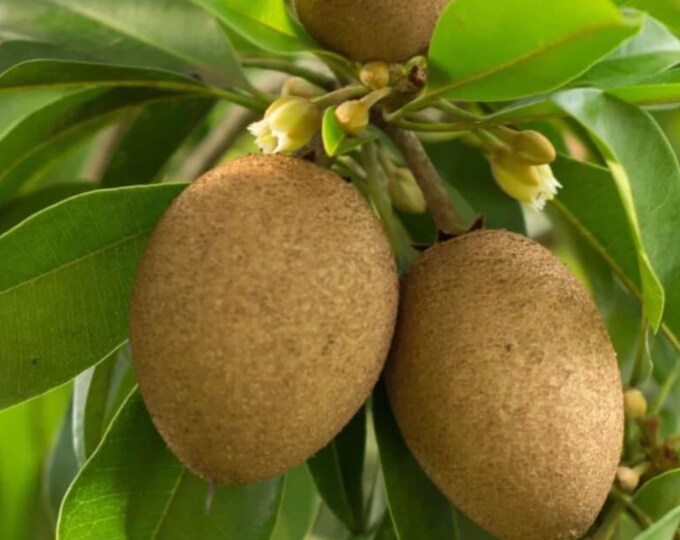 Sapodilla, Nispero, Chico ALANO Tree, Grafted, 3gl - Etsy