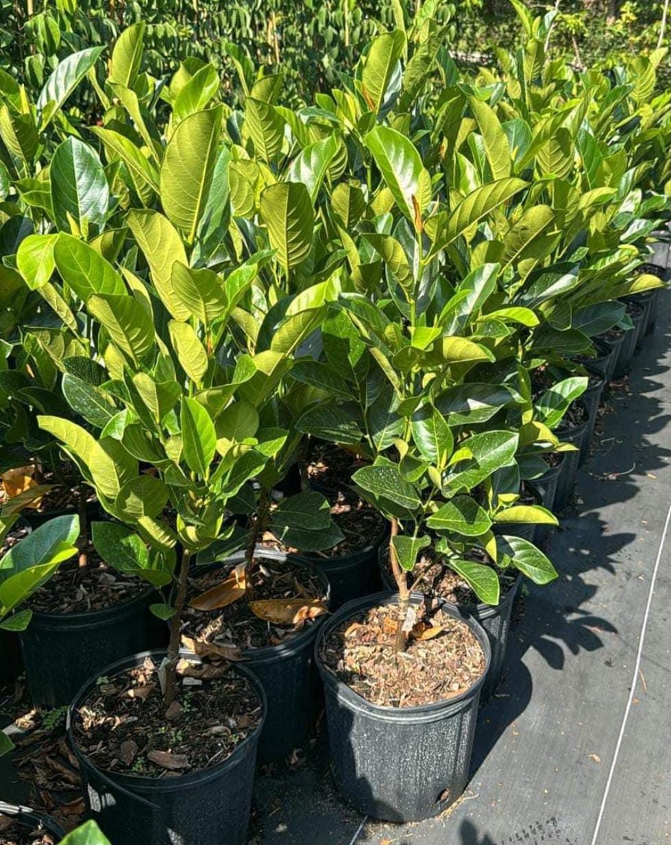 Jack Fruit GOLDEN NUGGET Tree, Grafted, 3gl - Etsy