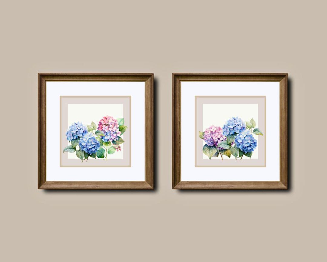 Beautiful Hydrangea Flowers. (known as Christmas Roses in South Africa ...