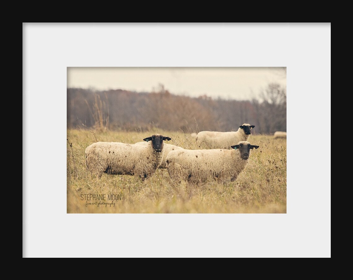 Sheep Barnyard Photography, Cute Sheep Portrait, Barnyard Nursery Decor ...