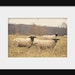 Sheep Barnyard Photography, Cute Sheep Portrait, Barnyard Nursery Decor ...