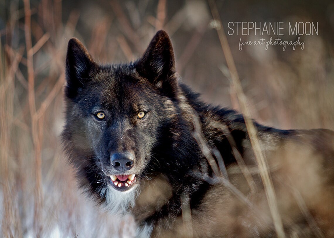 Print of a Black Wolf, Wolf Photography, Wolf Picture, Wildlife ...