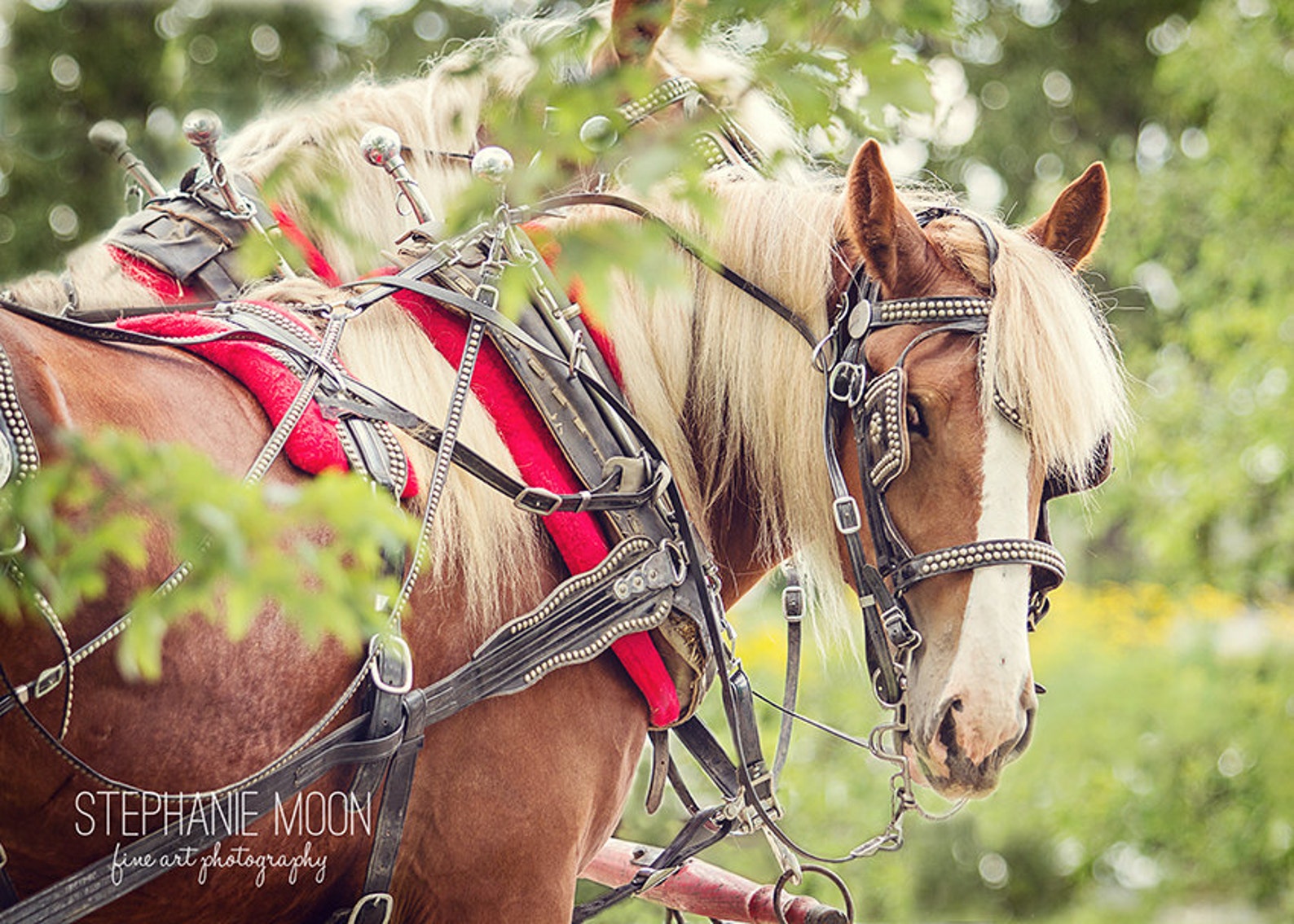 Horse Picture of a Draft Horse in Harness Horse Photography - Etsy