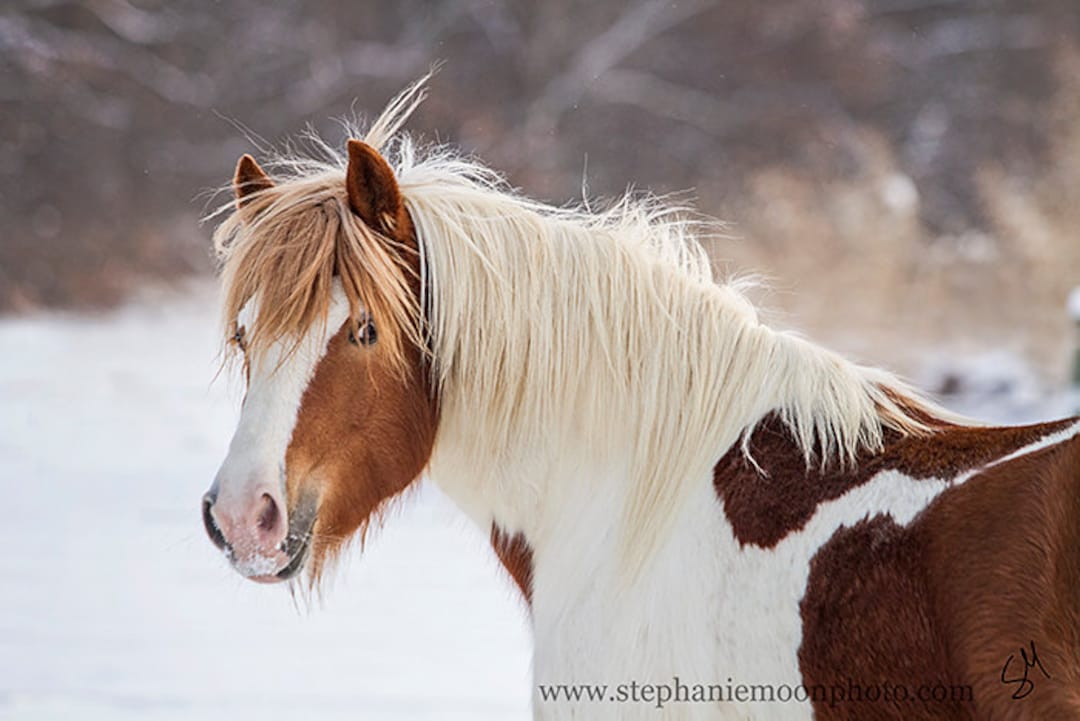 Gypsy Vanner Horse Portrait in Snow, Horse in Snow Photography, Horse ...