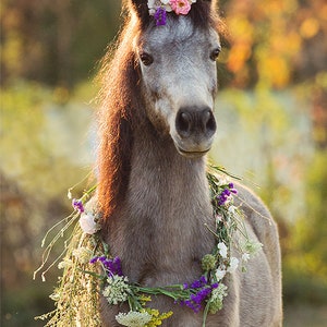 Horse Photography, Pony With Flowers in Mane, Flower Pony Picture, Girl ...