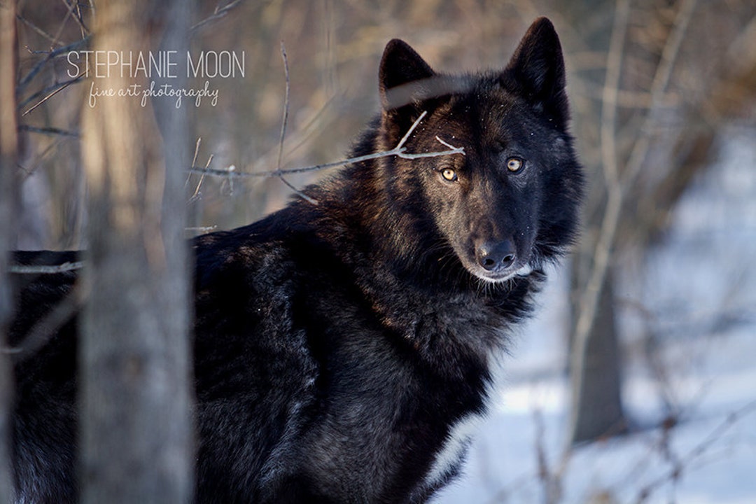 Print of a Black Wolf, Wolf Photography, Wolf Picture, Wildlife ...
