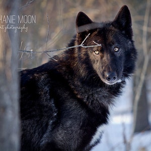 Print of a Black Wolf, Wolf Photography, Wolf Picture, Wildlife ...