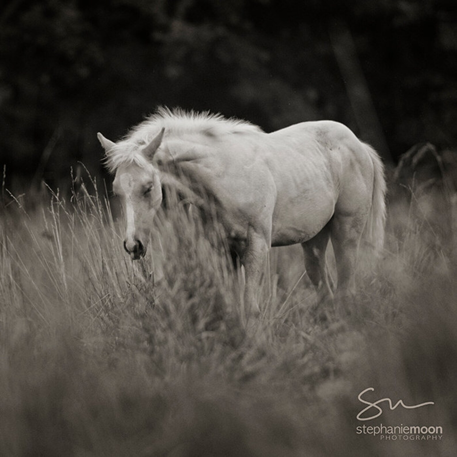 Horse Photography, Wild Horses, Wild Horse Photography, Fine Art Equine ...
