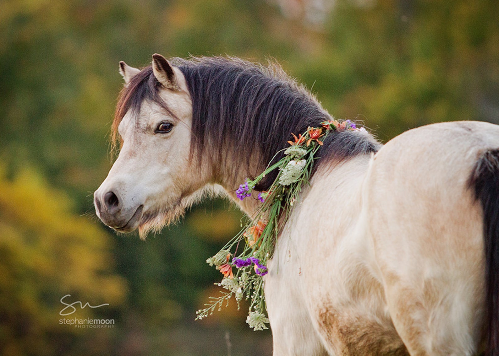 Horse Photography, Pony With Flowers in Mane, Flower Pony Picture, Girl ...