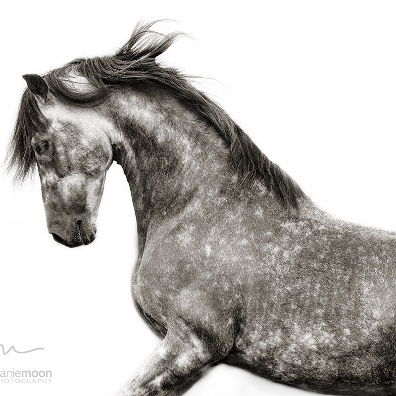 Andalusian Horse Photograph - Etsy