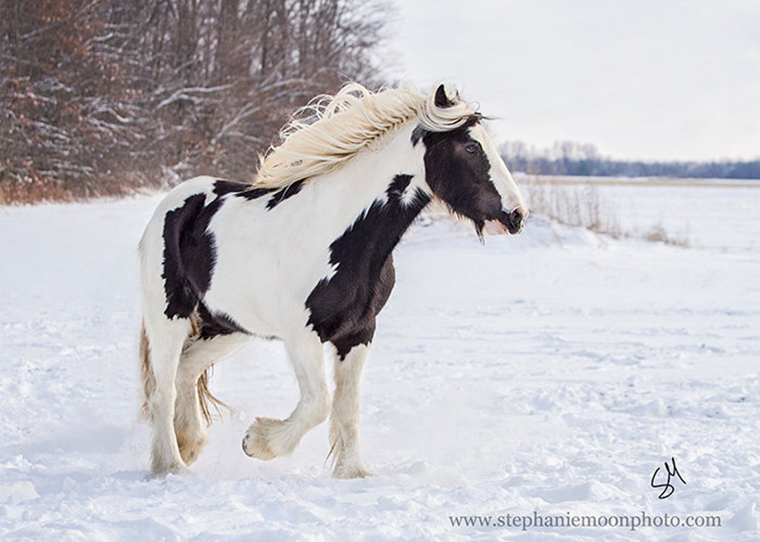 Gypsy Vanner Horse in Snow, Horse in the Snow Photography, Horse Poster ...