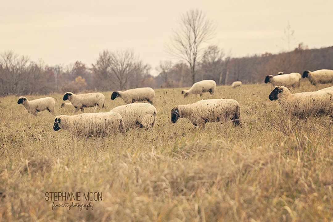 Sheep Barnyard Photography, Cute Sheep Portrait, Barnyard Nursery Decor ...