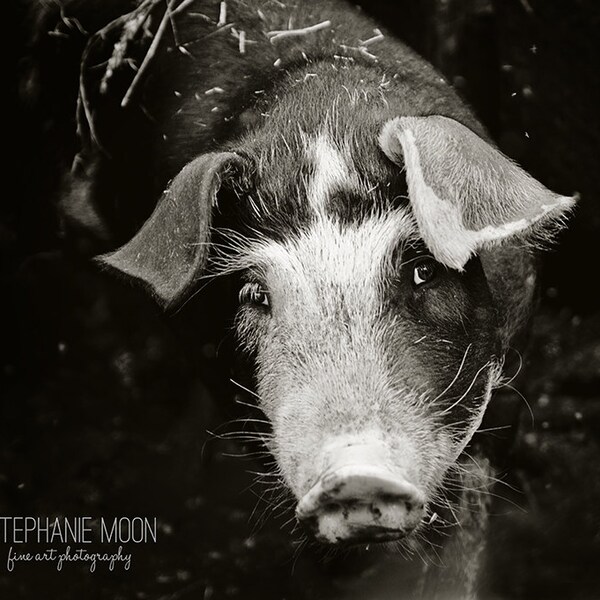 Black and White Pig - Etsy