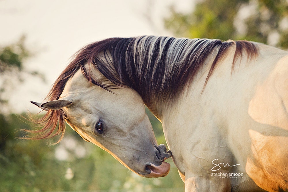 Horse Photography, Western Decor, Horse Photography, Close up Horse ...