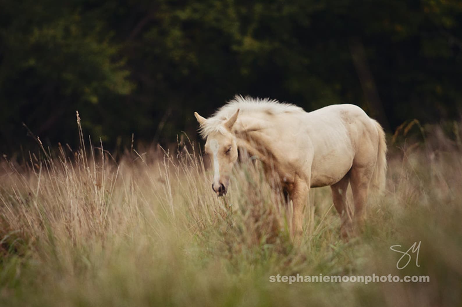 Horse Photography, Wild Horses, Wild Horse Photography, Fine Art Equine ...