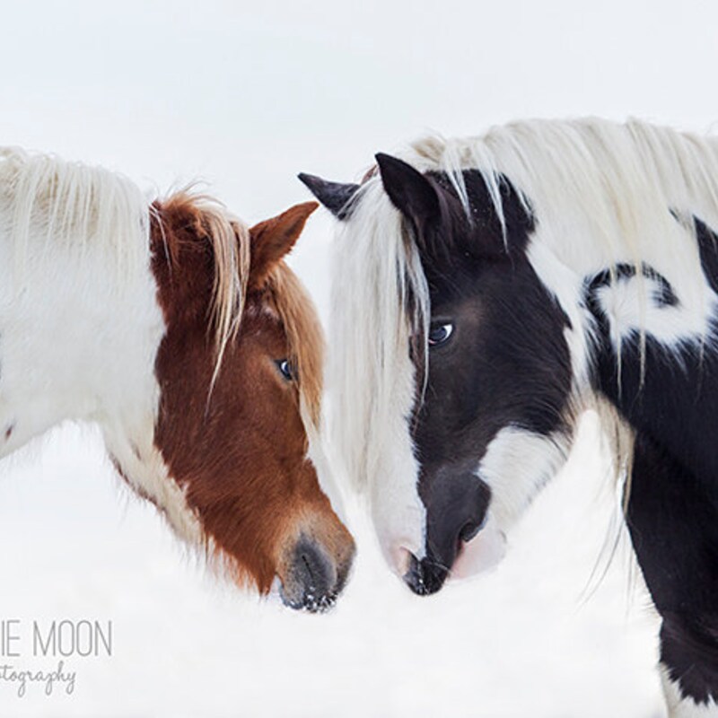 Gypsy Vanner - Etsy