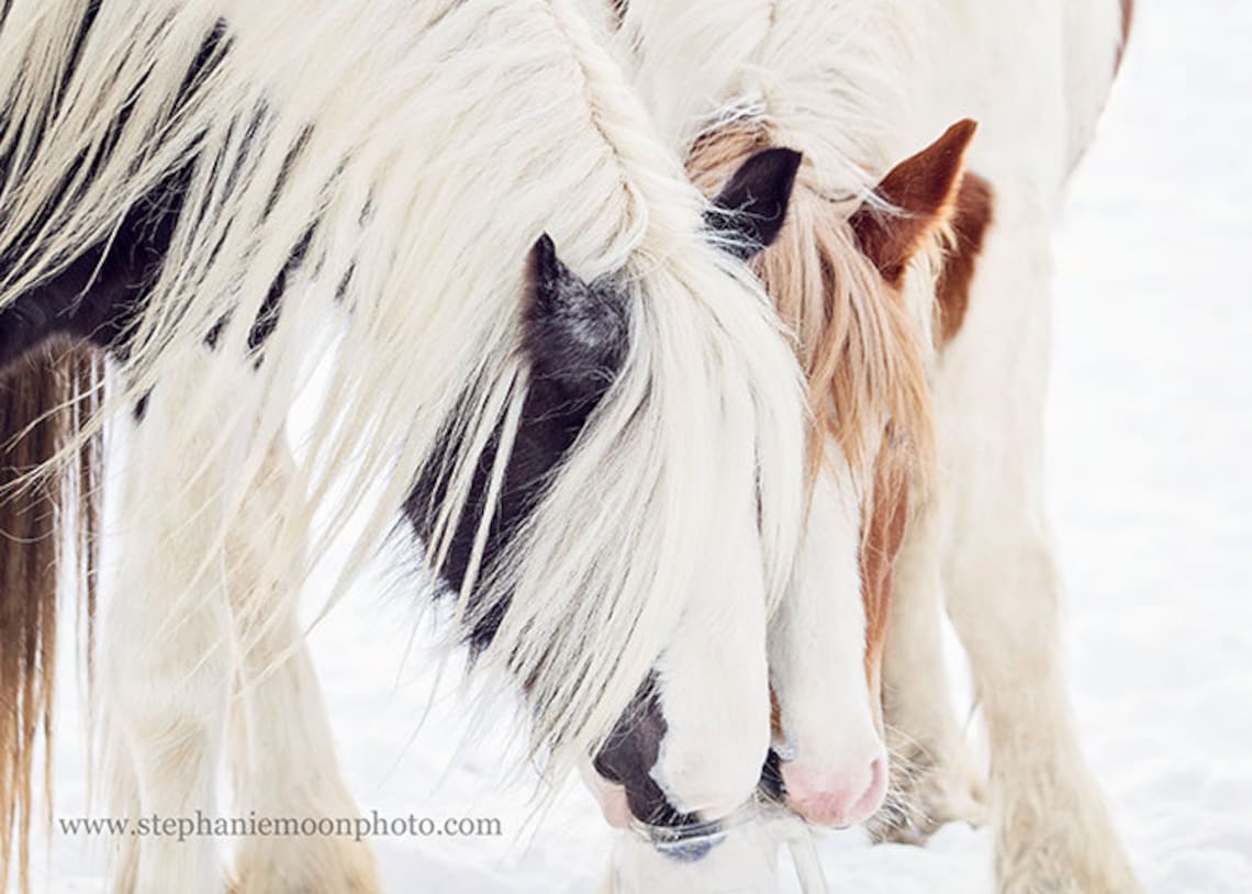 Gypsy Vanner Horse Portrait in Snow Horse in Snow - Etsy