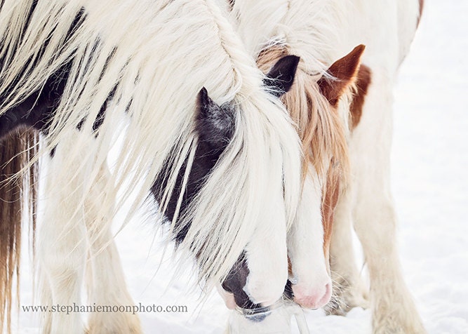 Gypsy Vanner Horse Portrait in Snow, Horse in Snow Photography, Horse ...