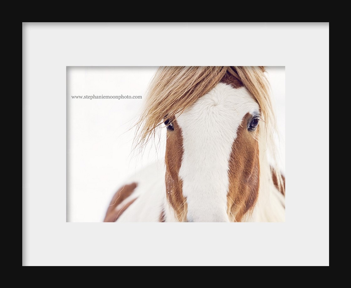 Horse Photography, Gypsy Vanner, Horse Photography, Close up Horse ...