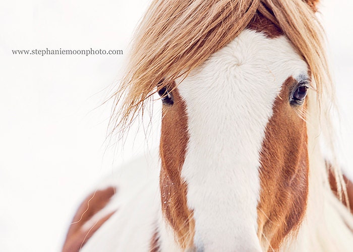 Horse Photography, Gypsy Vanner, Horse Photography, Close up Horse ...