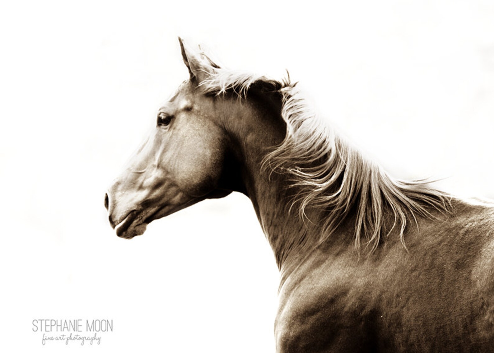Horse Photography, Wild Horses, Wild Horse Photography, Fine Art Equine ...