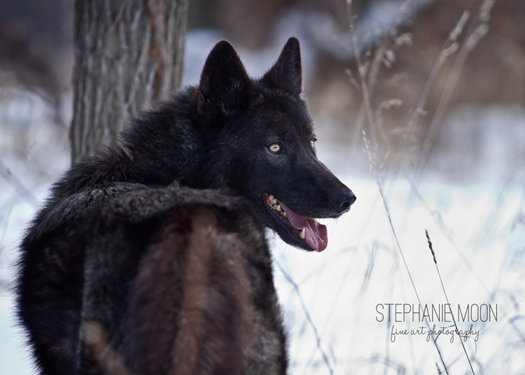Print of a Black Wolf, Wolf Photography, Wolf Picture, Wildlife ...