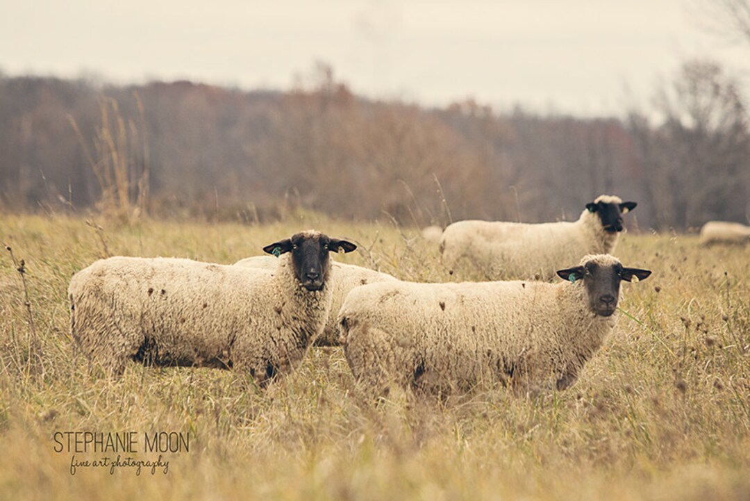 Sheep Barnyard Photography, Cute Sheep Portrait, Barnyard Nursery Decor ...