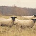 Sheep Barnyard Photography, Cute Sheep Portrait, Barnyard Nursery Decor ...