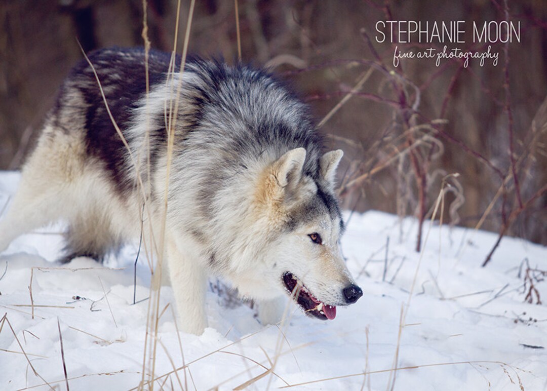 Wolf Photography, Wolf Picture, Wildlife Photography, Picture of Wolf ...