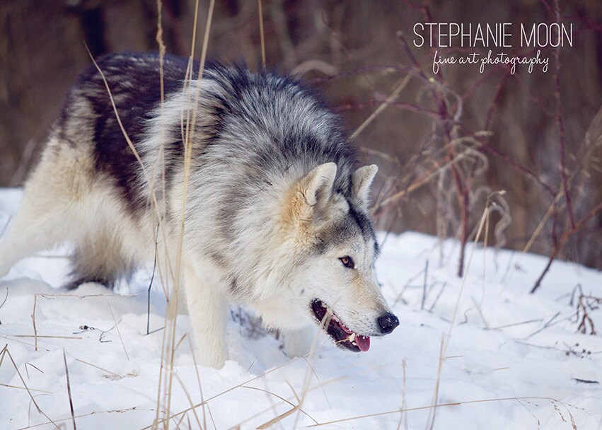 Wolf Photography, Wolf Picture, Wildlife Photography, Picture of Wolf ...